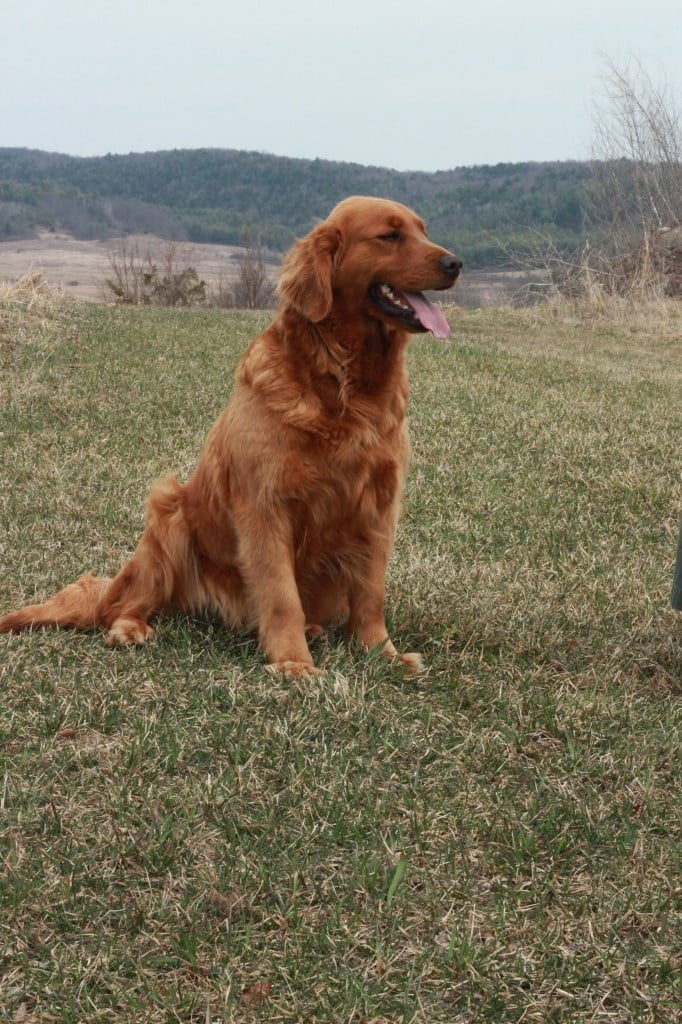 golden retriever breeders vt - Windy Knoll Golden Retrievers