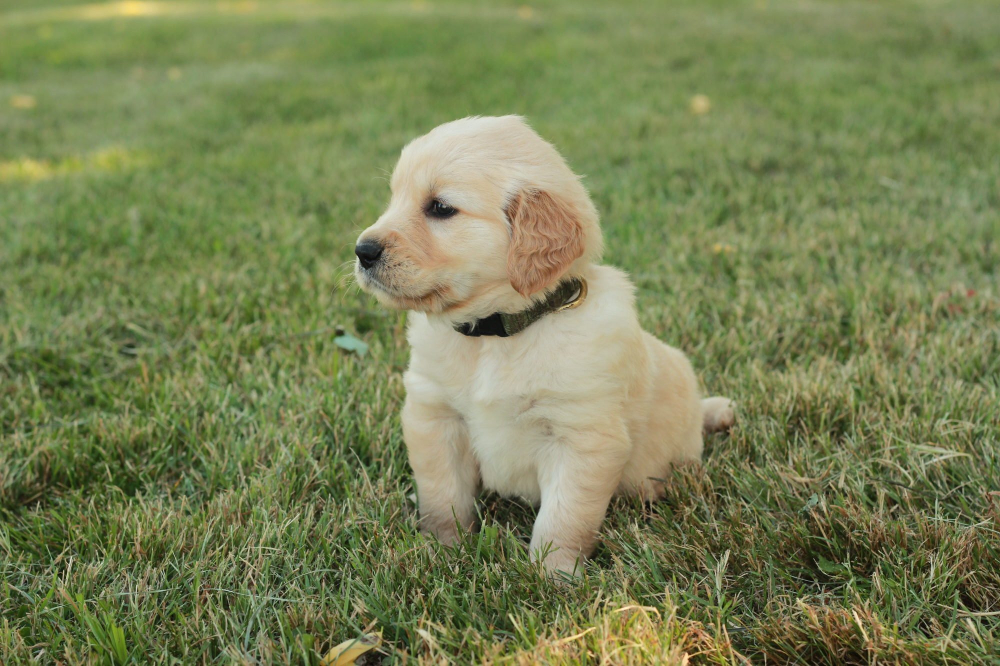 AKC Golden Pup - Windy Knoll Golden Retrievers