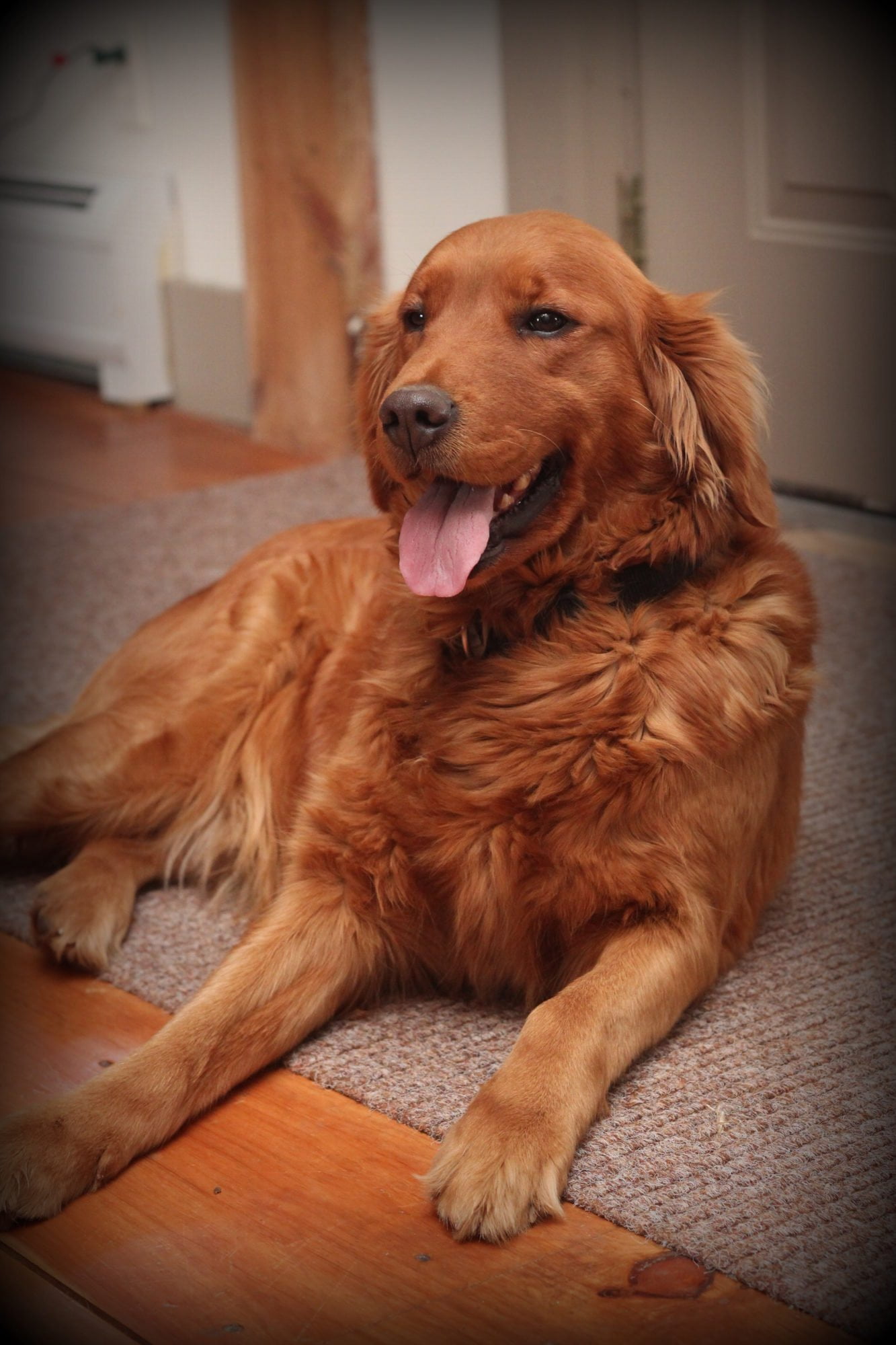Sweet Golden Retriever Betsy - Windy Knoll Golden Retrievers