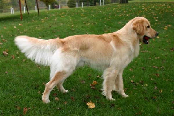 Jenny's AKC Puppies Coming May 2016! - Windy Knoll Golden Retrievers