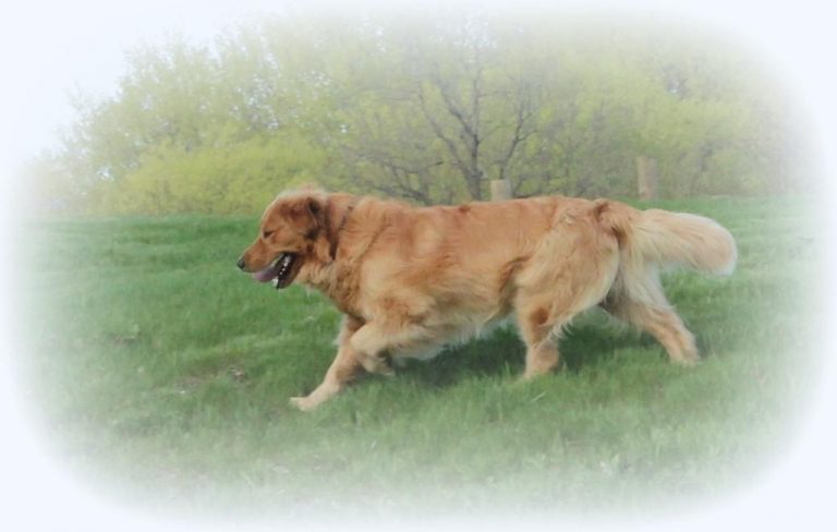 Our handsome AKC Golden Retriever Jack is our beautiful new stud with ...
