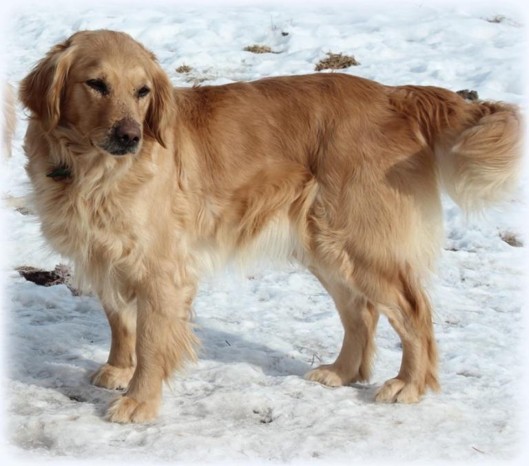 Windy Knoll Jenny is a beautiful AKC Golden Retriever owned by Vermont ...