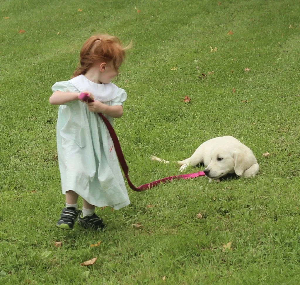 Gorgeous English Cream Females Available for Sale! - Windy Knoll Golden ...
