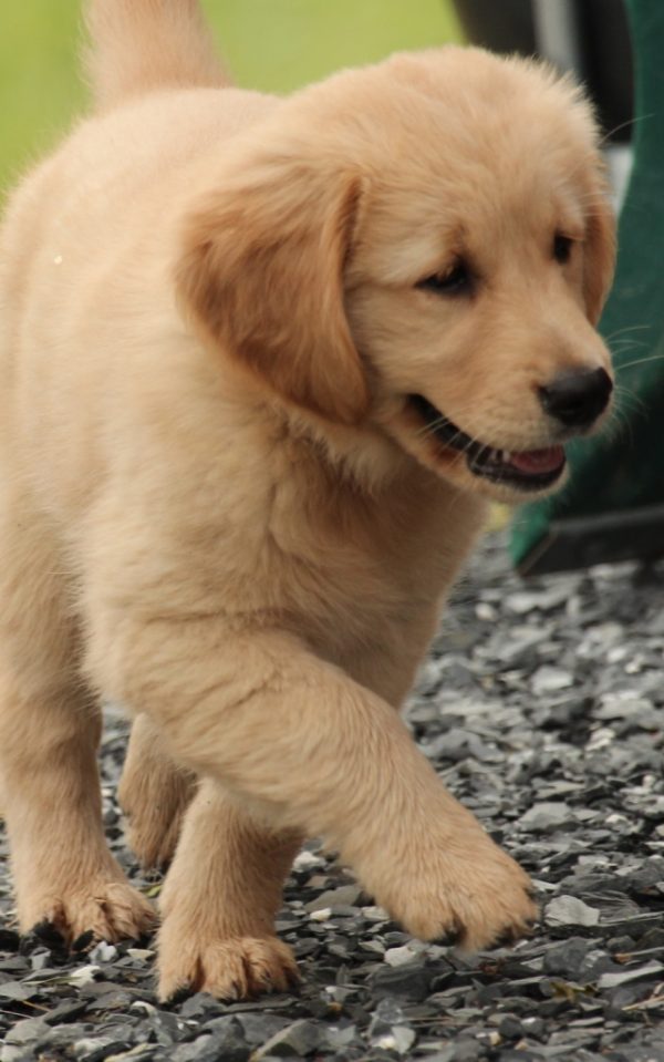 beautiful healthy akc golden retriever pup bred in vermont and ready to ...