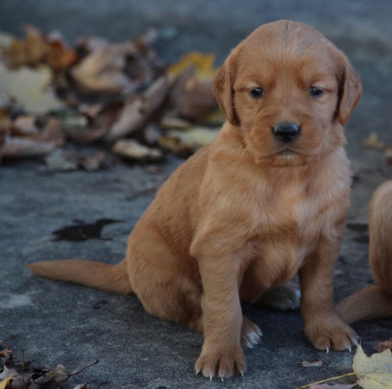 Growing Golden Pups! - Windy Knoll Golden Retrievers