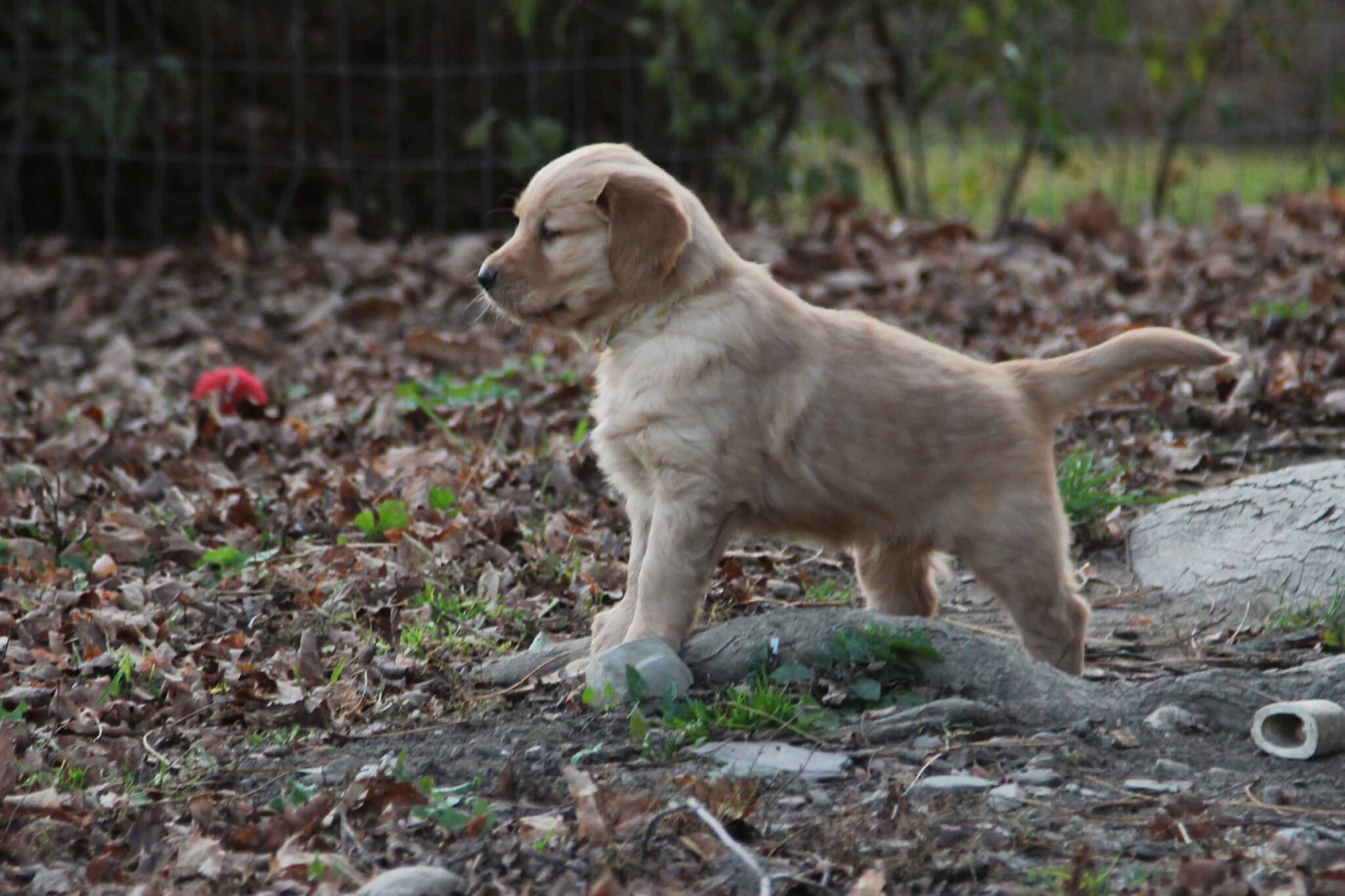 Handsome AKC Golden Retriever male puppy for sale from Daisy and ...