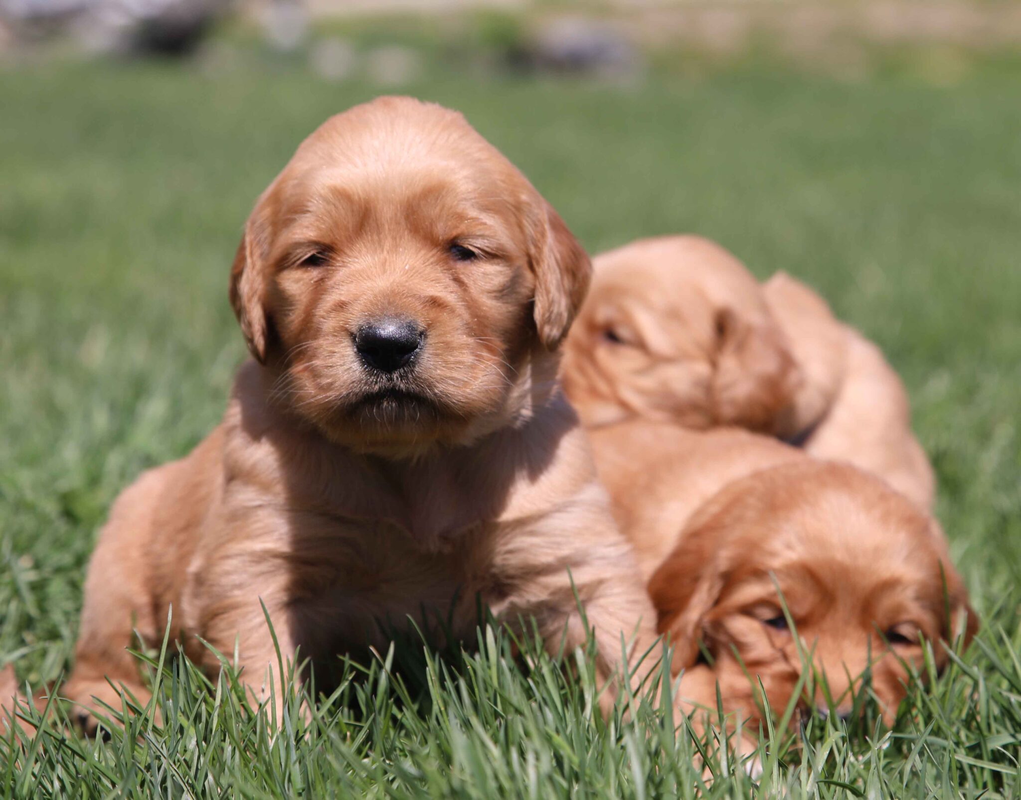April's Dark Red Goldens Are Doing Great! - Windy Knoll Golden Retrievers
