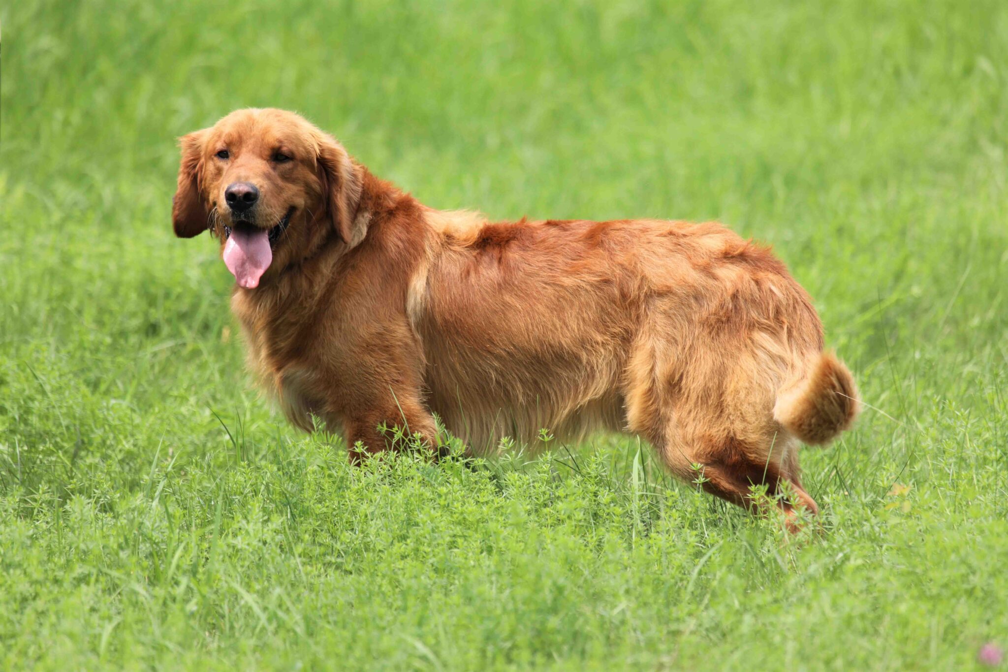 Puppy Update- 2 Golden Retriever Litters - Windy Knoll Golden Retrievers