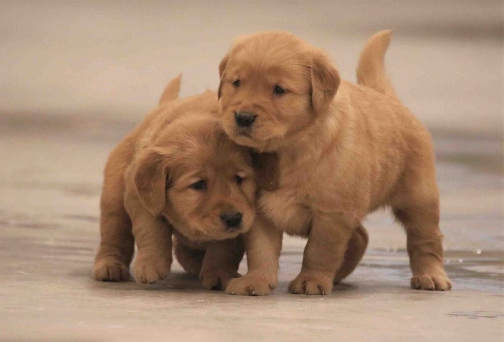 Goldens Heading to Their Forever Homes! - Windy Knoll Golden Retrievers