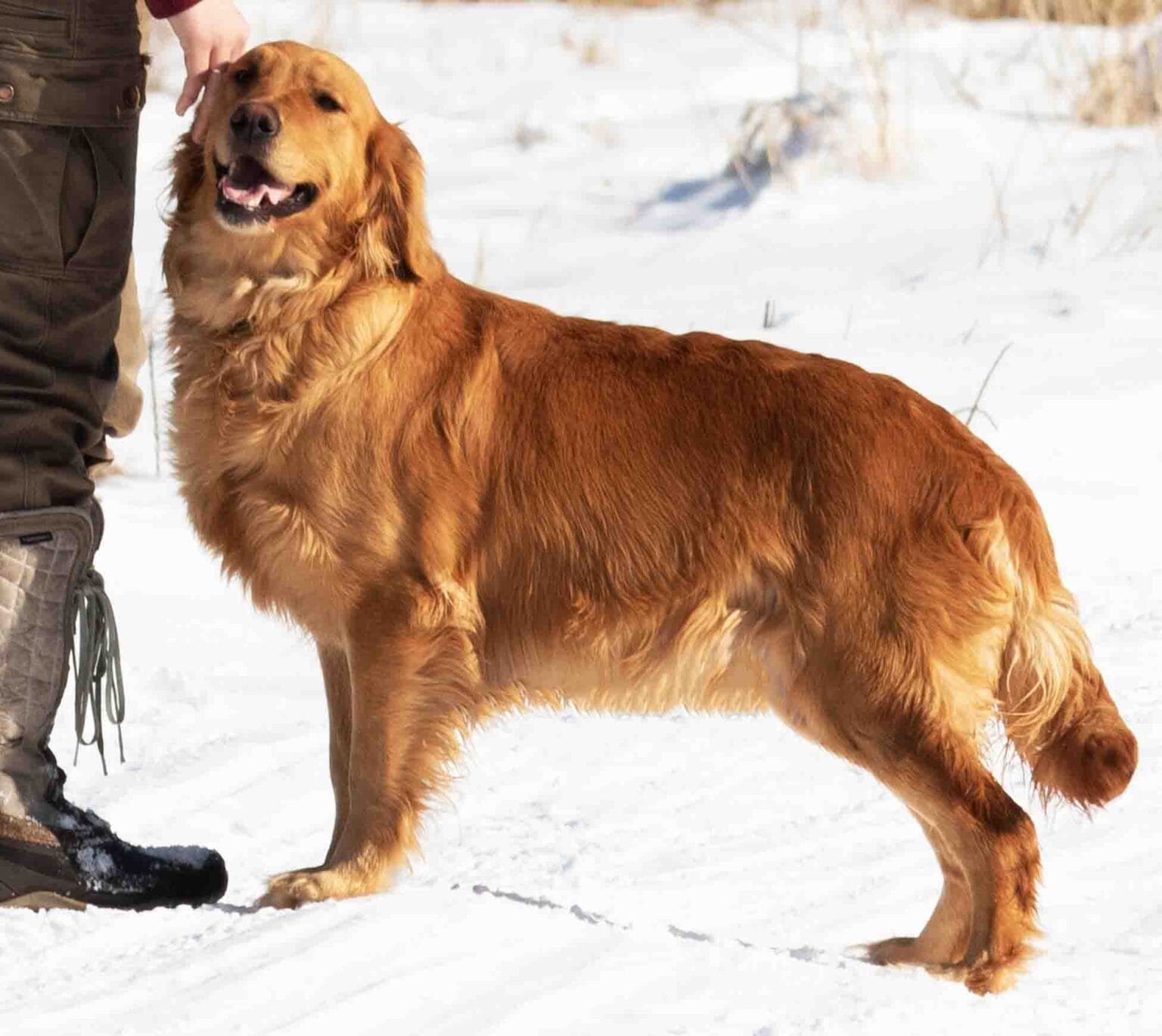 Premier AKC Dark Red Golden Retriever Puppy Breeder