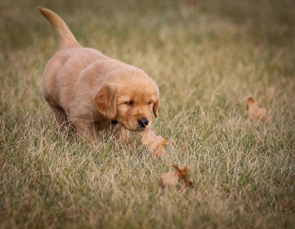 Clover's Puppies Explore the World - Windy Knoll Golden Retrievers