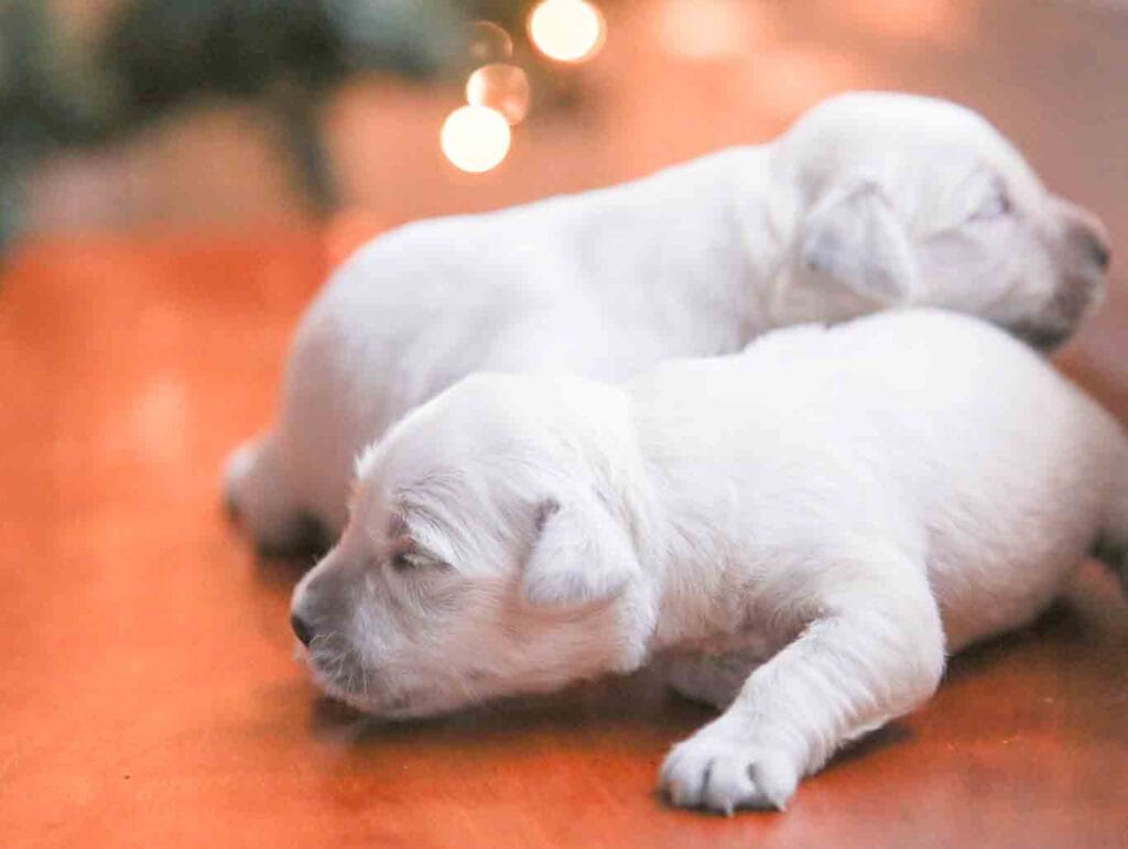 New English Cream Puppies - Windy Knoll Golden Retrievers