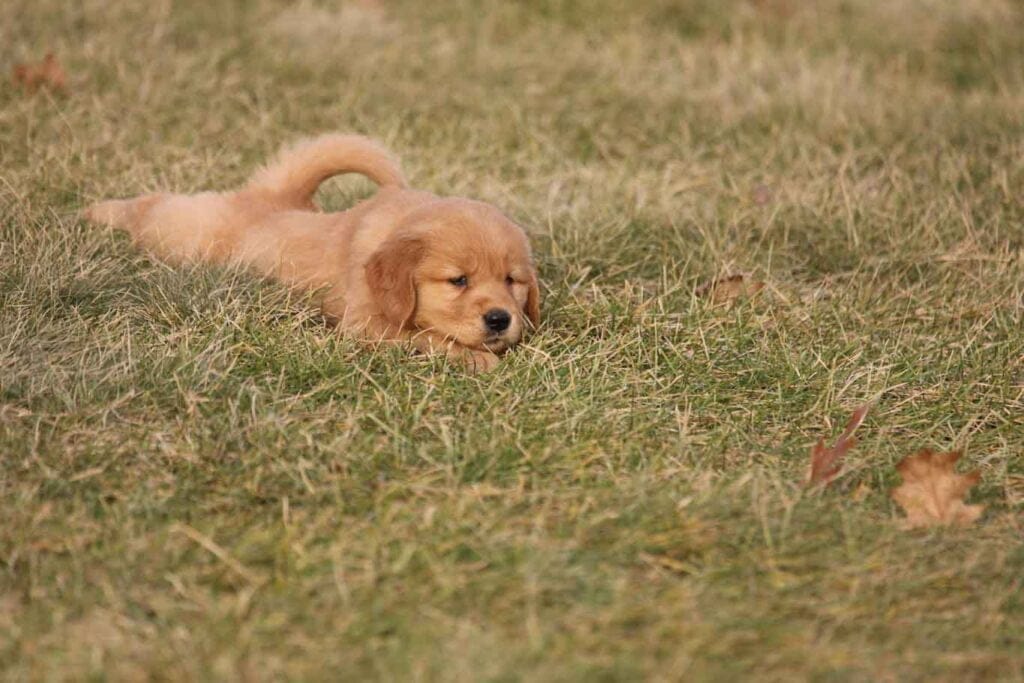 Clover's Puppies Explore the World - Windy Knoll Golden Retrievers
