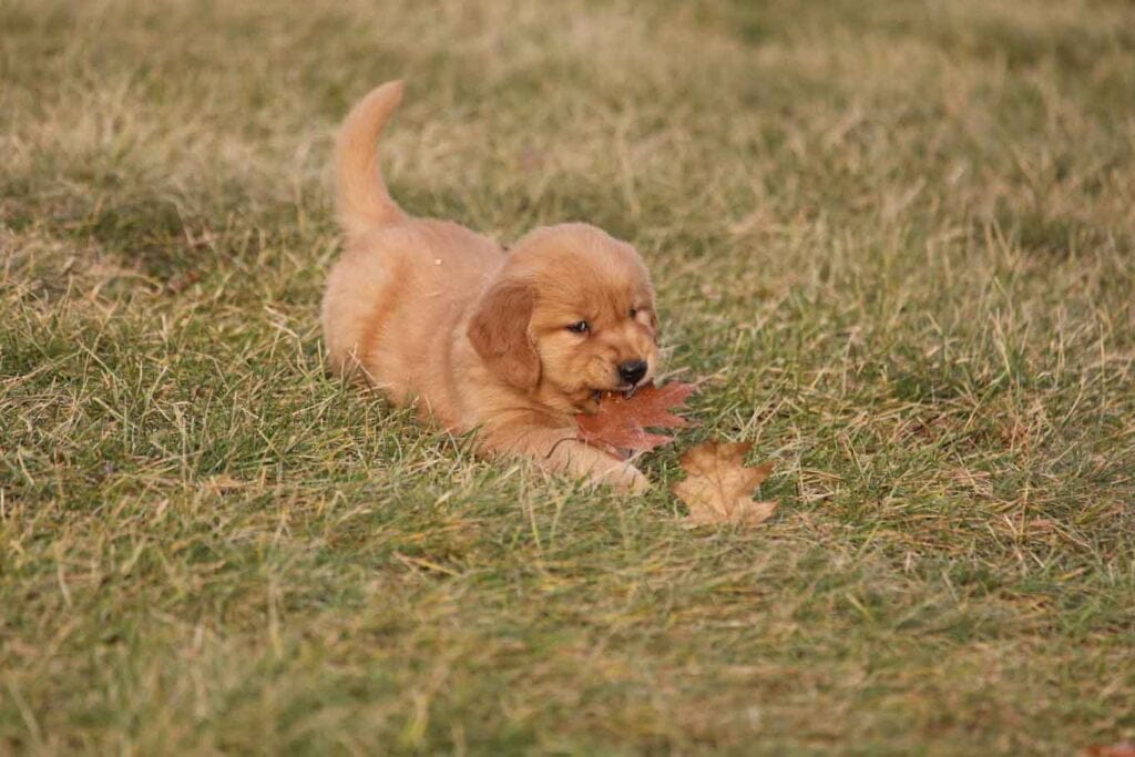 Clover's Puppies Explore the World - Windy Knoll Golden Retrievers
