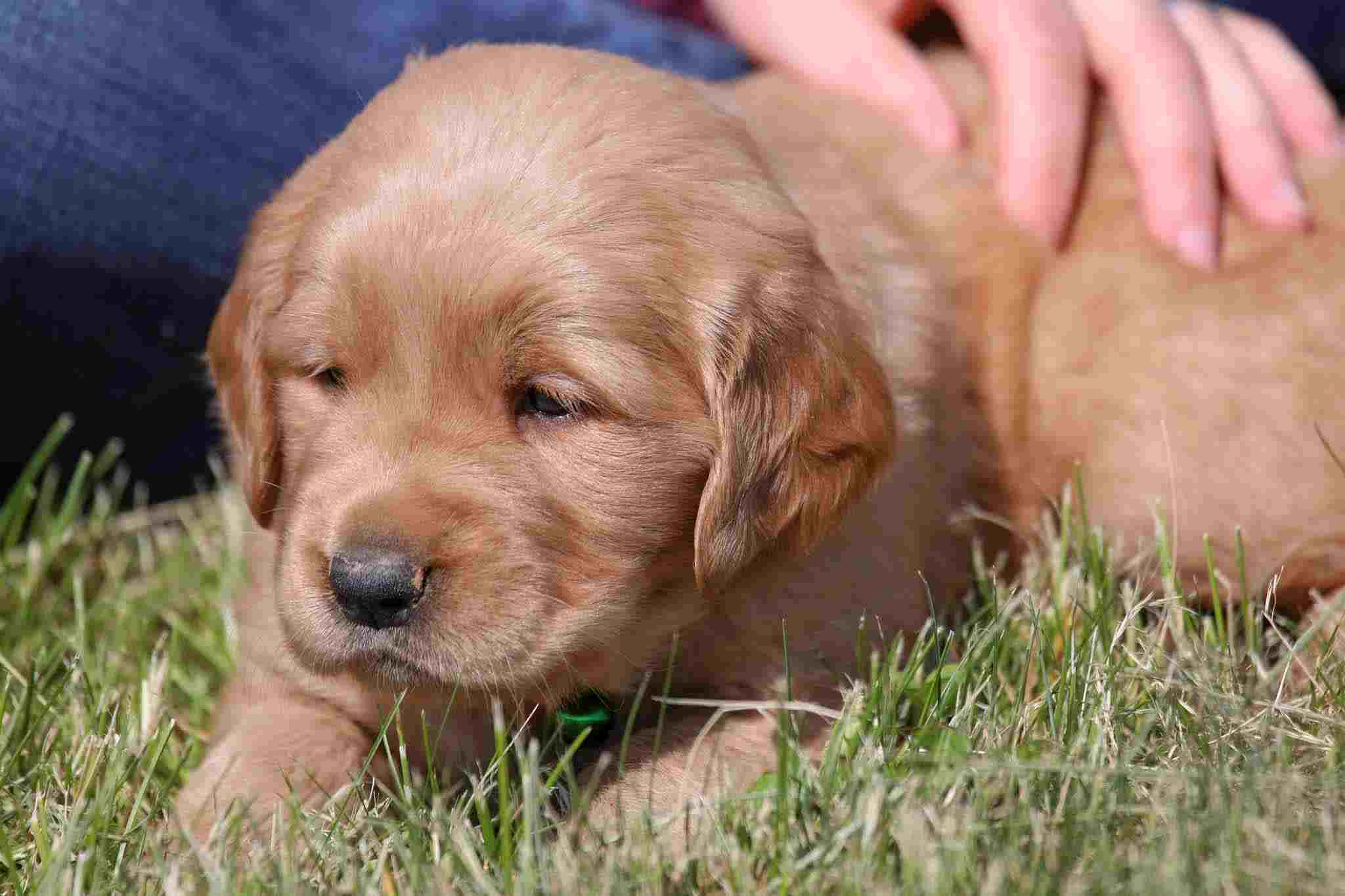 AKC Windy Knoll Goldens Dark Red Field Golden Retriever Puppy Near ...