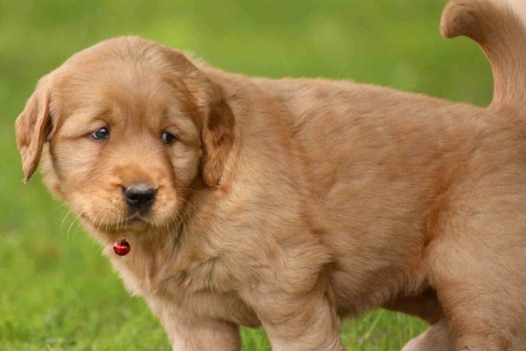 Red Golden Pup near CT - Windy Knoll Golden Retrievers