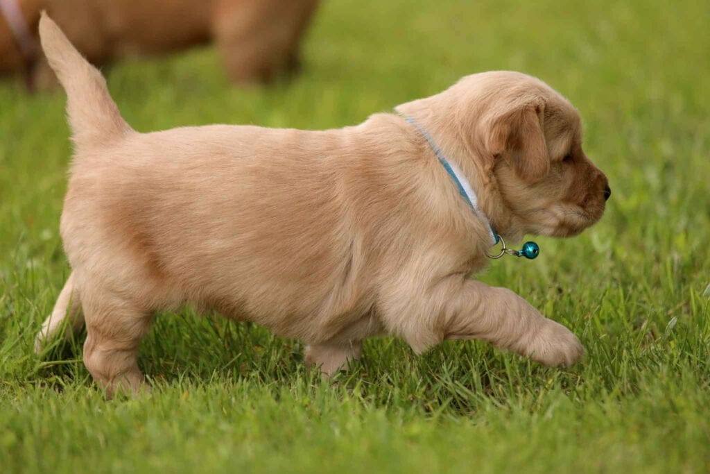 Pickle's Growing Puppies - Windy Knoll Golden Retrievers