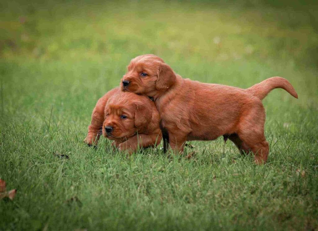 Windy Knoll Goldens Has Dark Red Puppies! - Windy Knoll Golden Retrievers