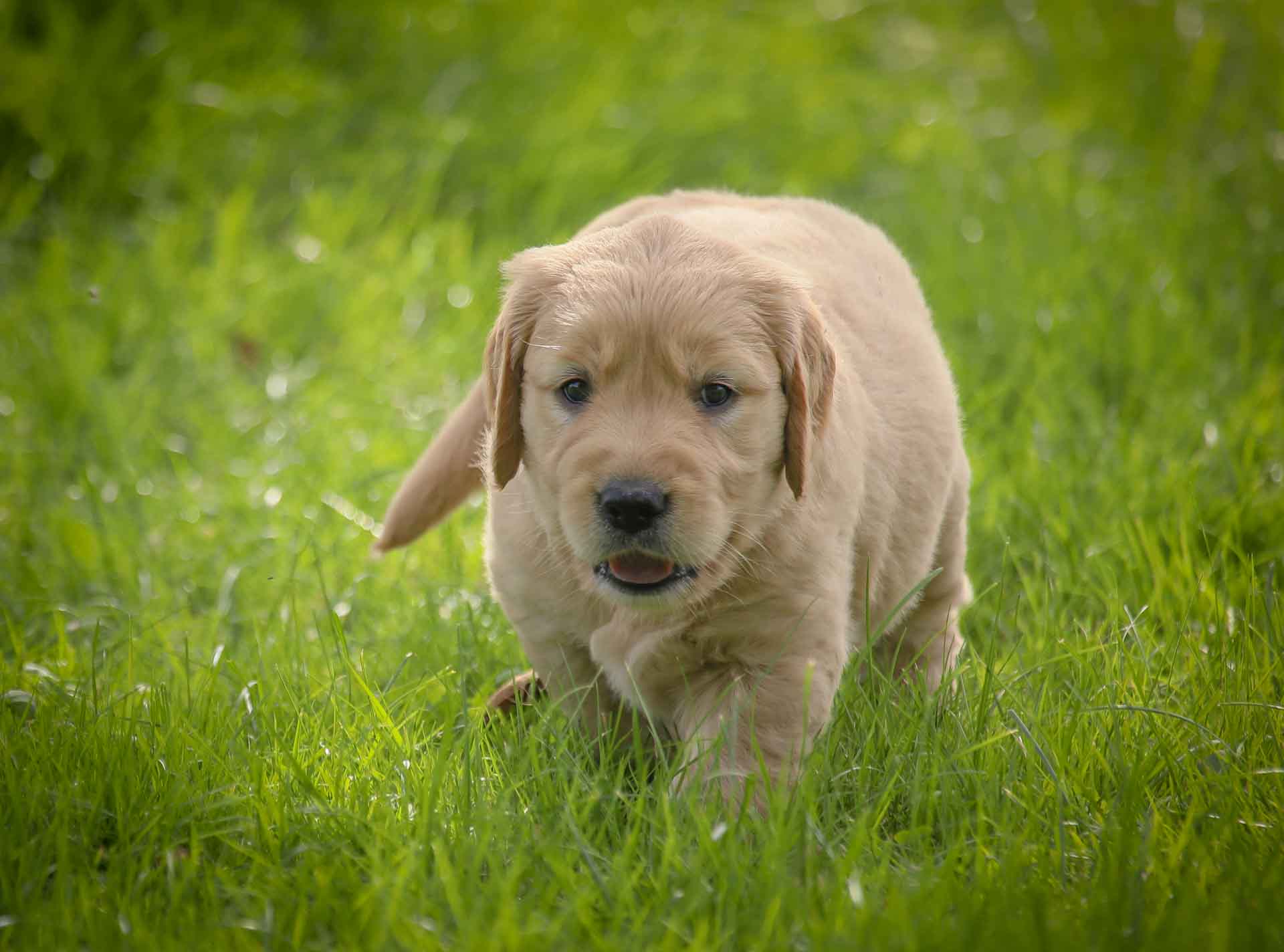 Growing Up the Golden Way - Windy Knoll Golden Retrievers