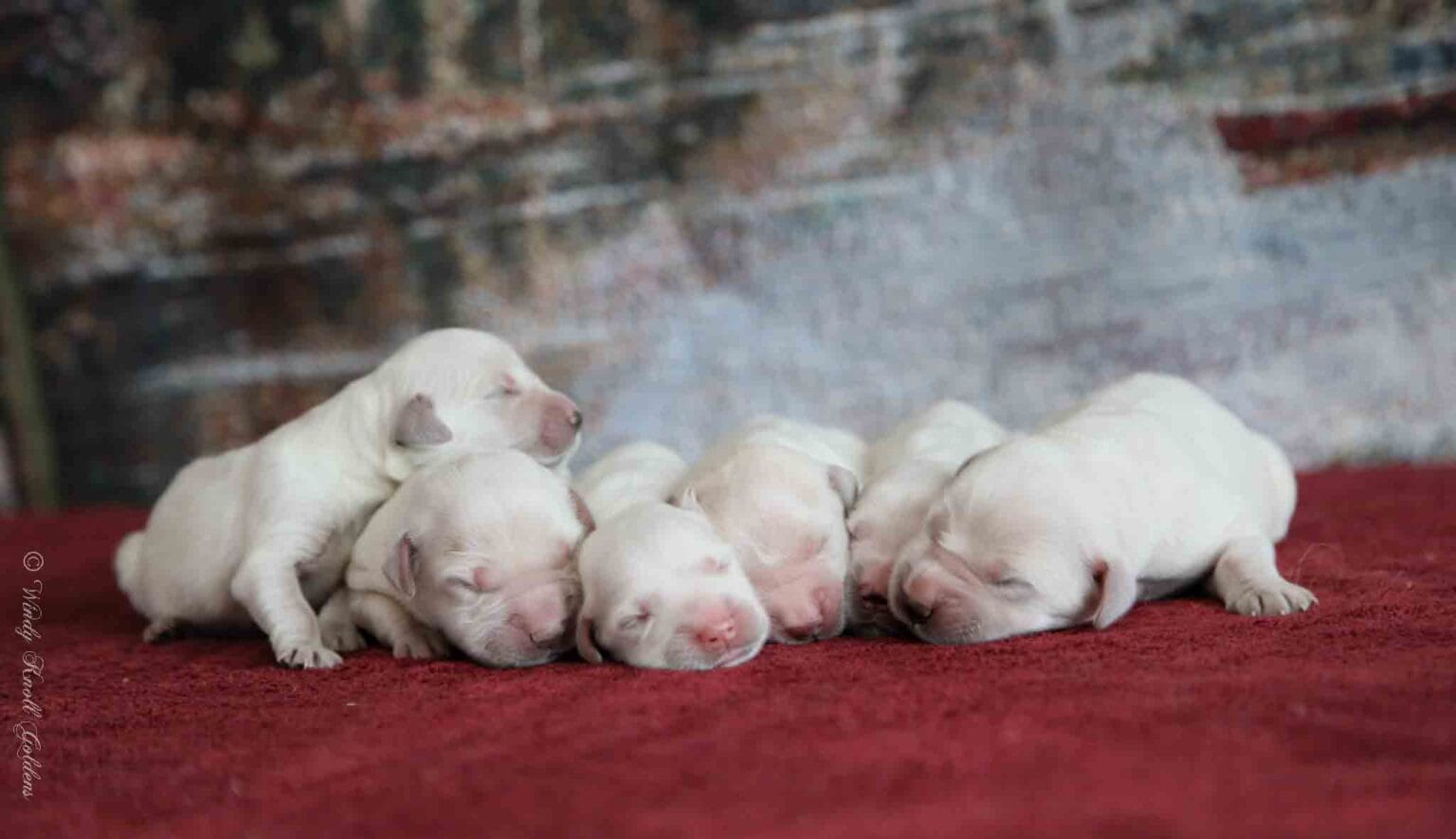 2 English Cream Litters Are Here - Windy Knoll Golden Retrievers