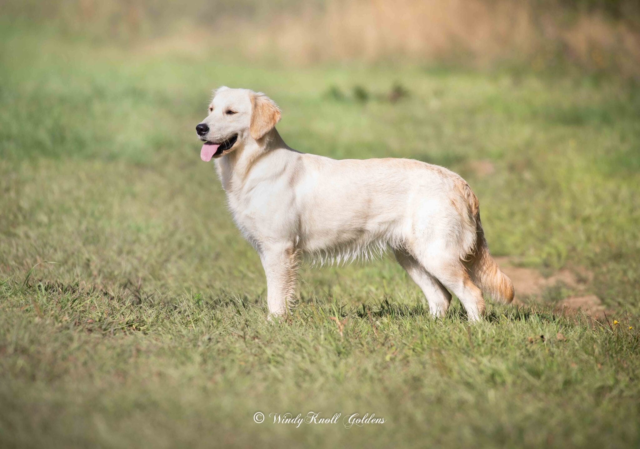 Premier AKC Dark Red Golden Retriever Puppy Breeder