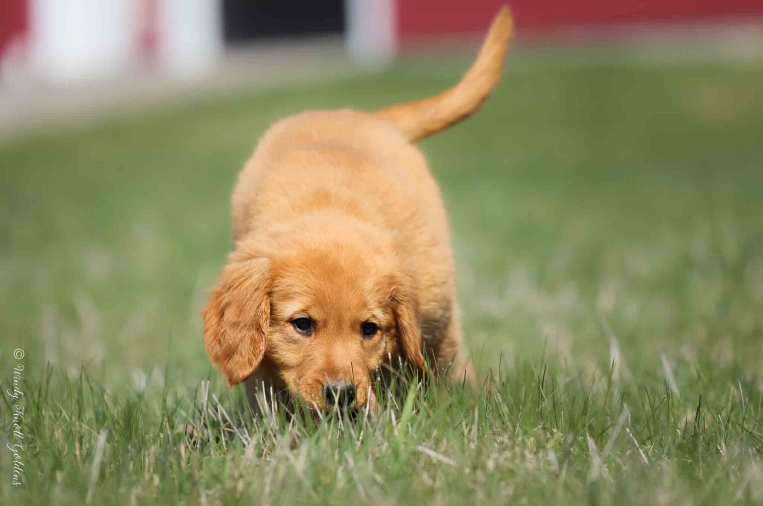 Three Unique Golden Retriever Color Shades