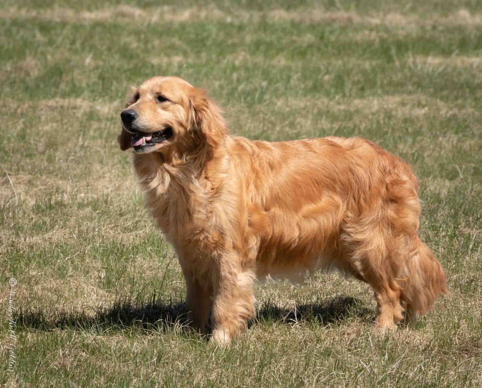 Premier AKC Dark Red Golden Retriever Puppy Breeder