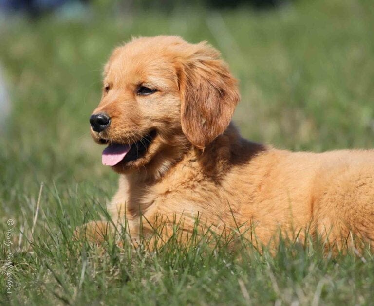 Three Unique Golden Retriever Color Shades