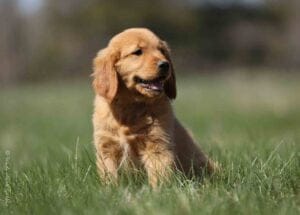 Three Unique Golden Retriever Color Shades