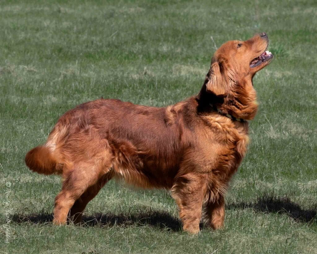 Windy Knoll Goldens Lady - Windy Knoll Golden Retrievers