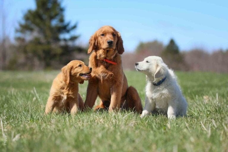Three Unique Golden Retriever Color Shades
