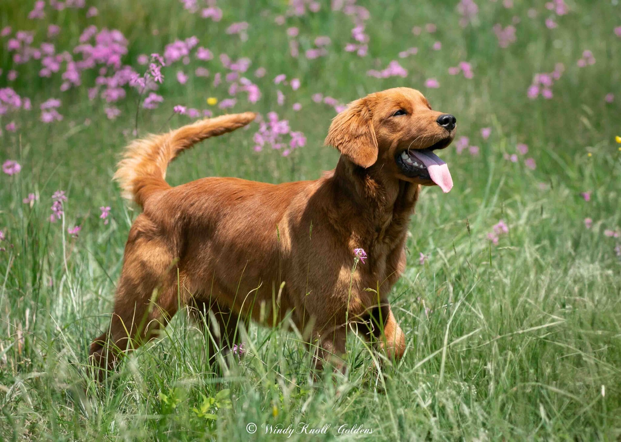 Premier AKC Dark Red Golden Retriever Puppy Breeder