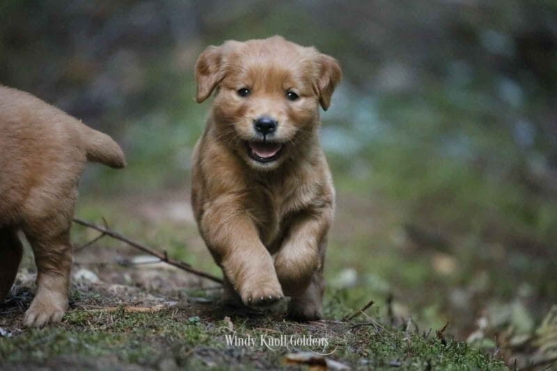 Premier AKC Dark Red Golden Retriever Puppy Breeder