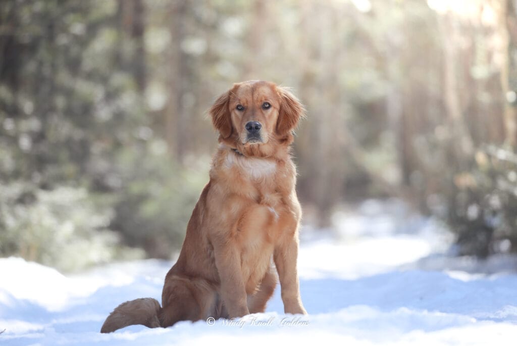 Molly of Windy Knoll Goldens - Windy Knoll Golden Retrievers