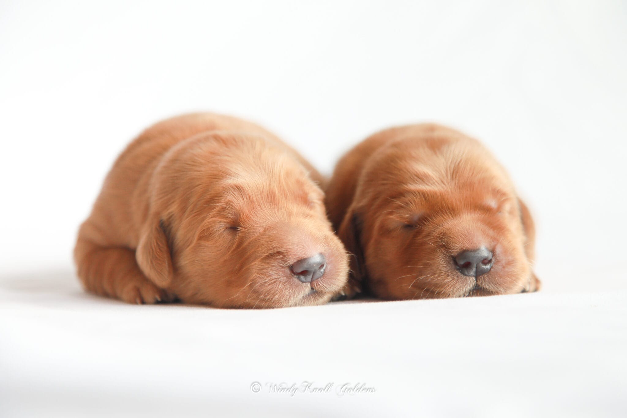 Premier AKC Dark Red Golden Retriever Puppy Breeder