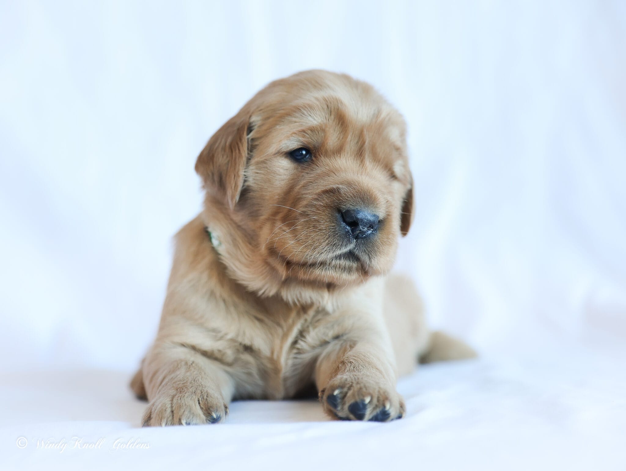 Premier AKC Dark Red Golden Retriever Puppy Breeder