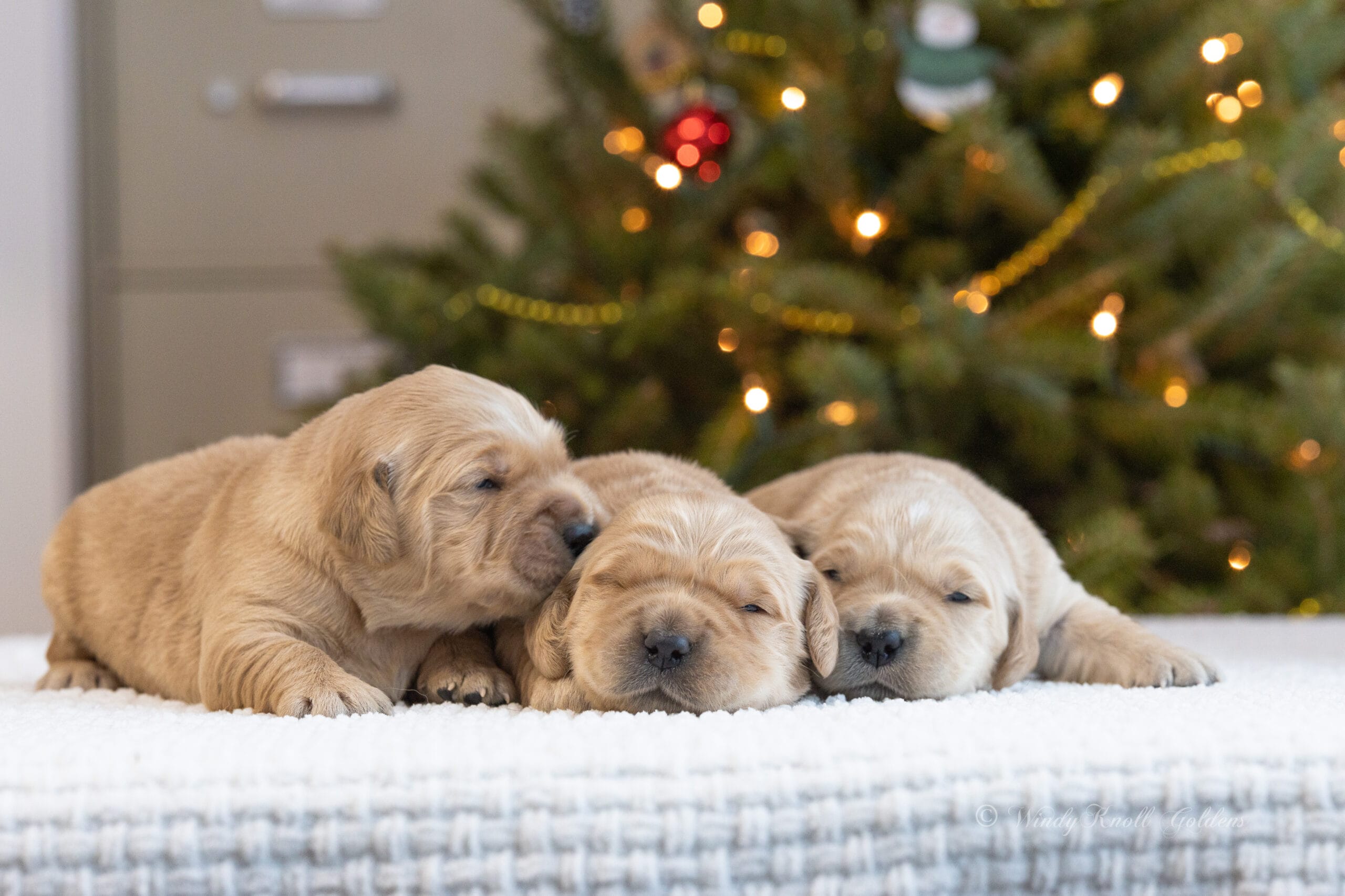 Acadia and Freddy's Puppies Are Here! - Windy Knoll Golden Retrievers