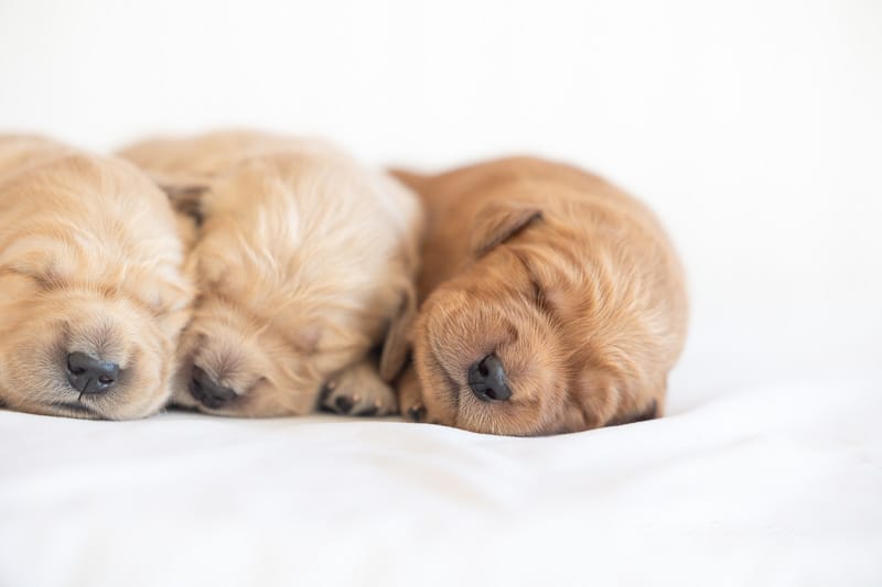 New Pictures Of Pickle And Charlie's Puppies! - Windy Knoll Golden ...