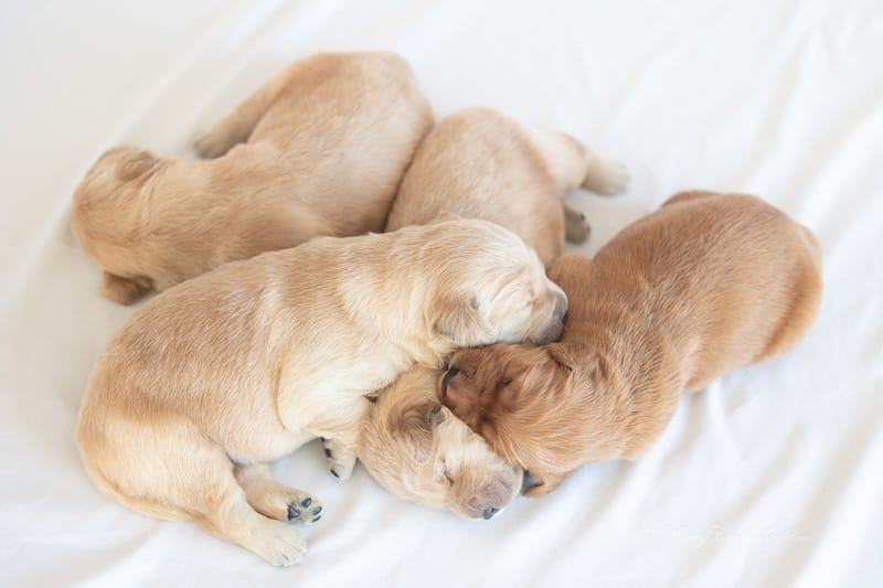 New Pictures Of Pickle And Charlie's Puppies! - Windy Knoll Golden ...