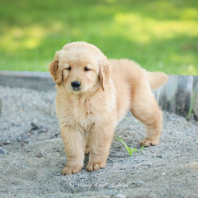 Goldie & Lance Summer 2024 - Windy Knoll Golden Retrievers