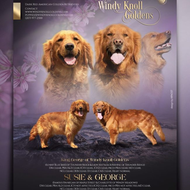 Susie & King George Dark Red American Golden Retrievers April 2025 ...