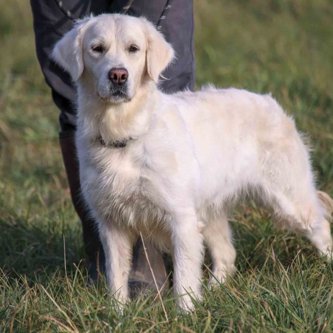 Windy Knoll Goldens Cotton - Windy Knoll Golden Retrievers